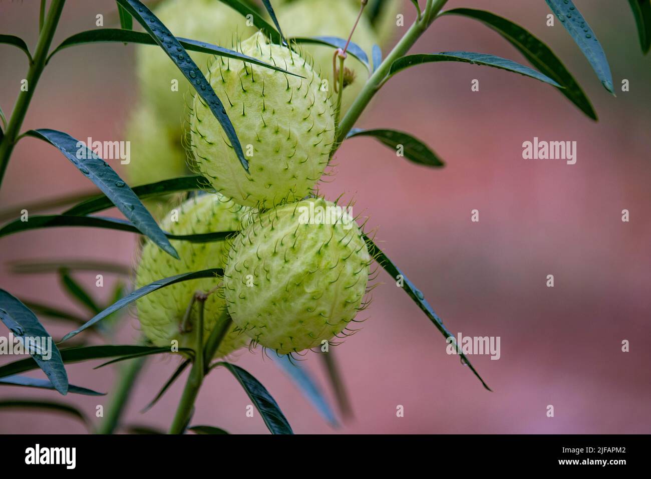 Gomphocarpus Physocarpus