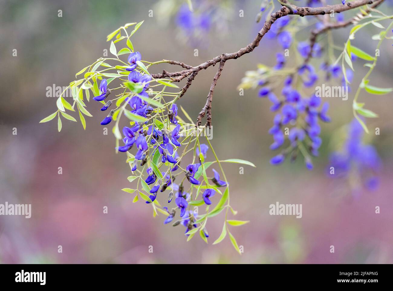Flowers of Tree Wisteria (Bolusanthus speciosus) from Zimanga, South ...