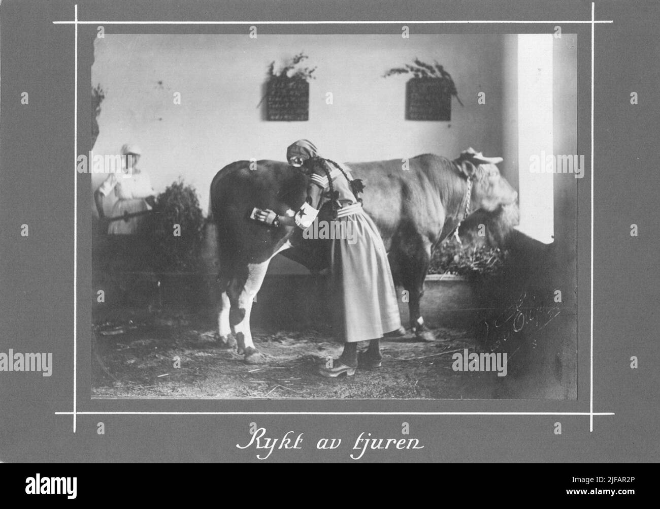 Female blue bull Black and White Stock Photos & Images - Alamy