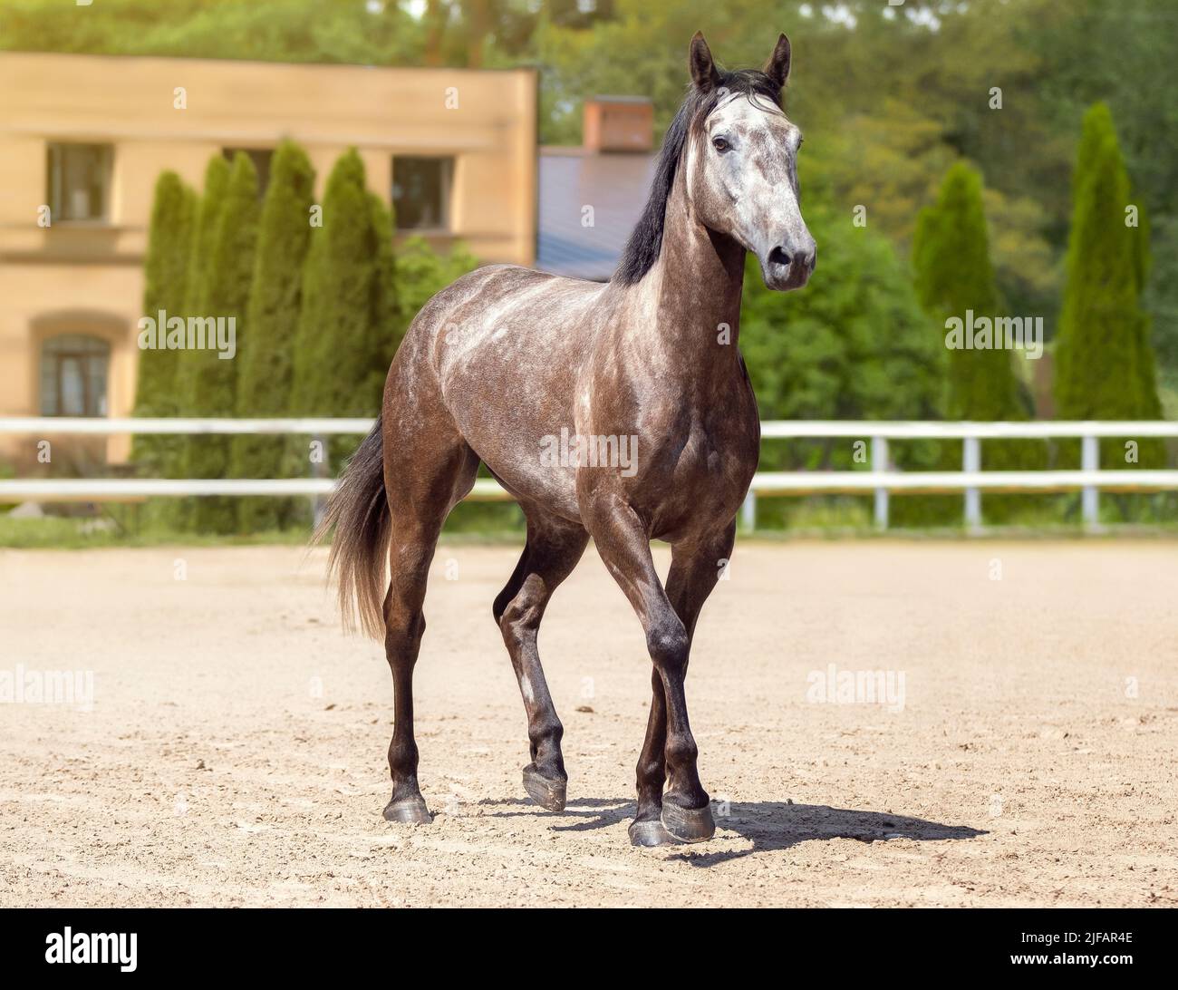 Spotted horse hi-res stock photography and images - Alamy