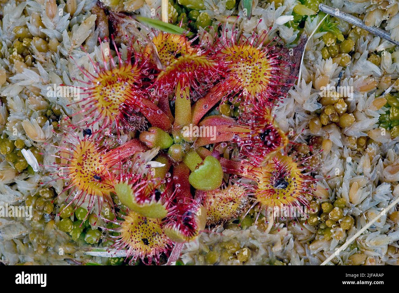 Lustwort hi-res stock photography and images - Alamy