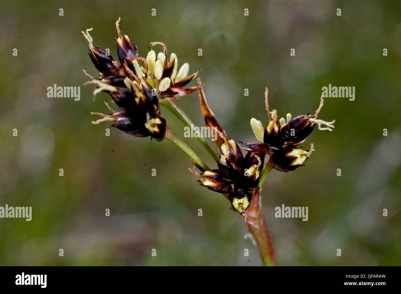 Flower of Good Friday grass (Luzula camprestris) from southern Norway ...