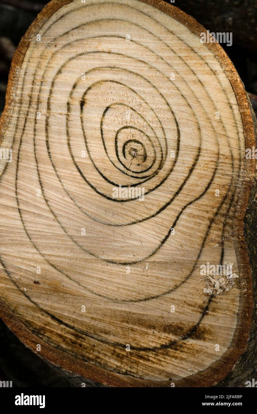 Annual growth rings hi-res stock photography and images - Alamy