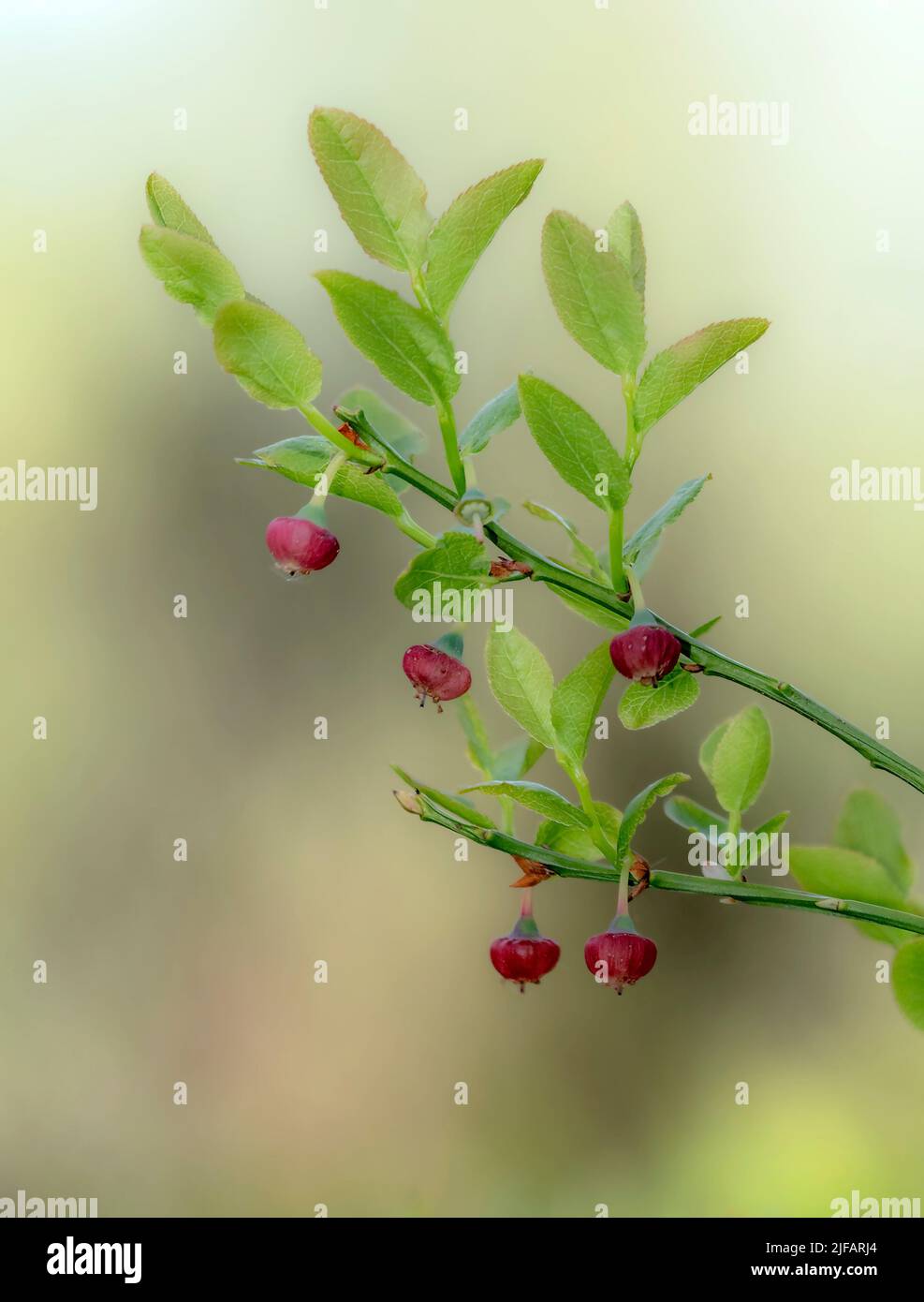 European blueberry (Vaccinium myrtillus) flowering in May. Photo from ...