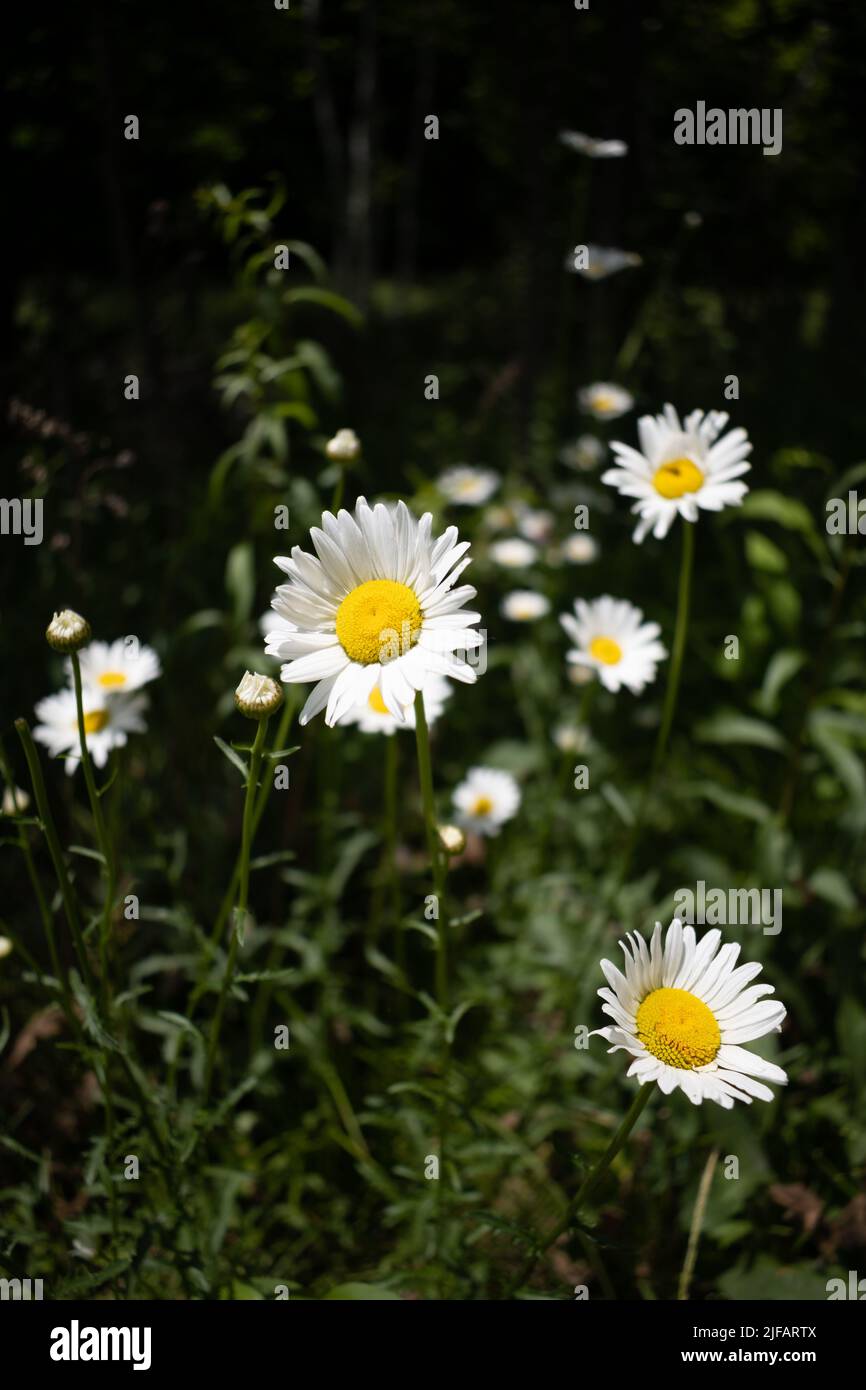 A vertical closeup of Leucanthemum vulgare, commonly known as oxeye ...