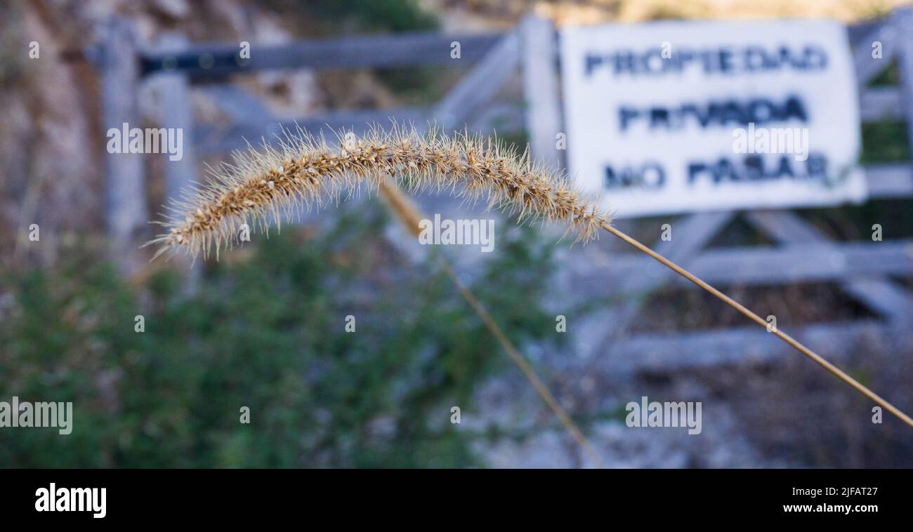 plants in nature Stock Photo - Alamy