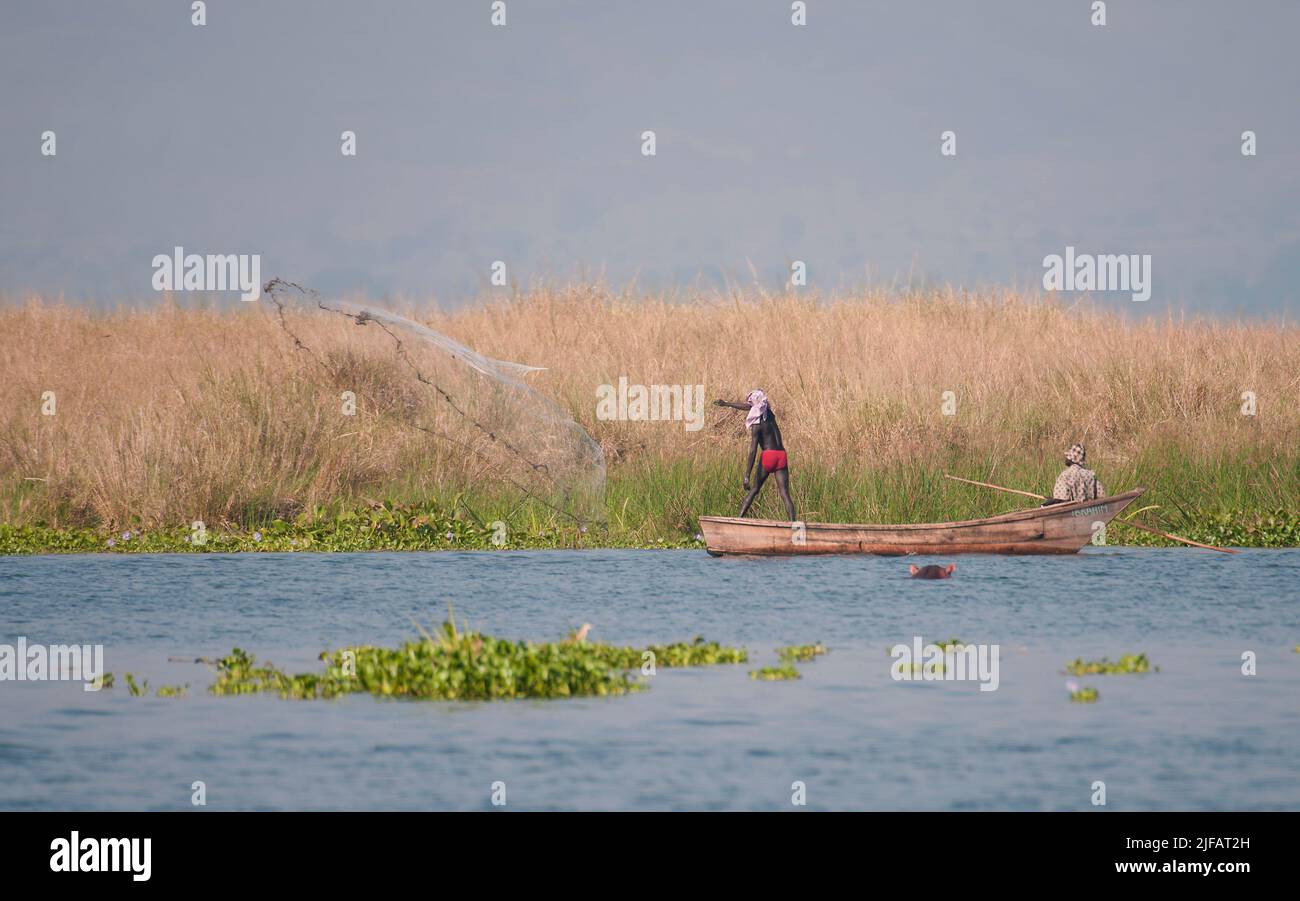 Local fisher men fishing by throwing their net in the Albert Nile ...