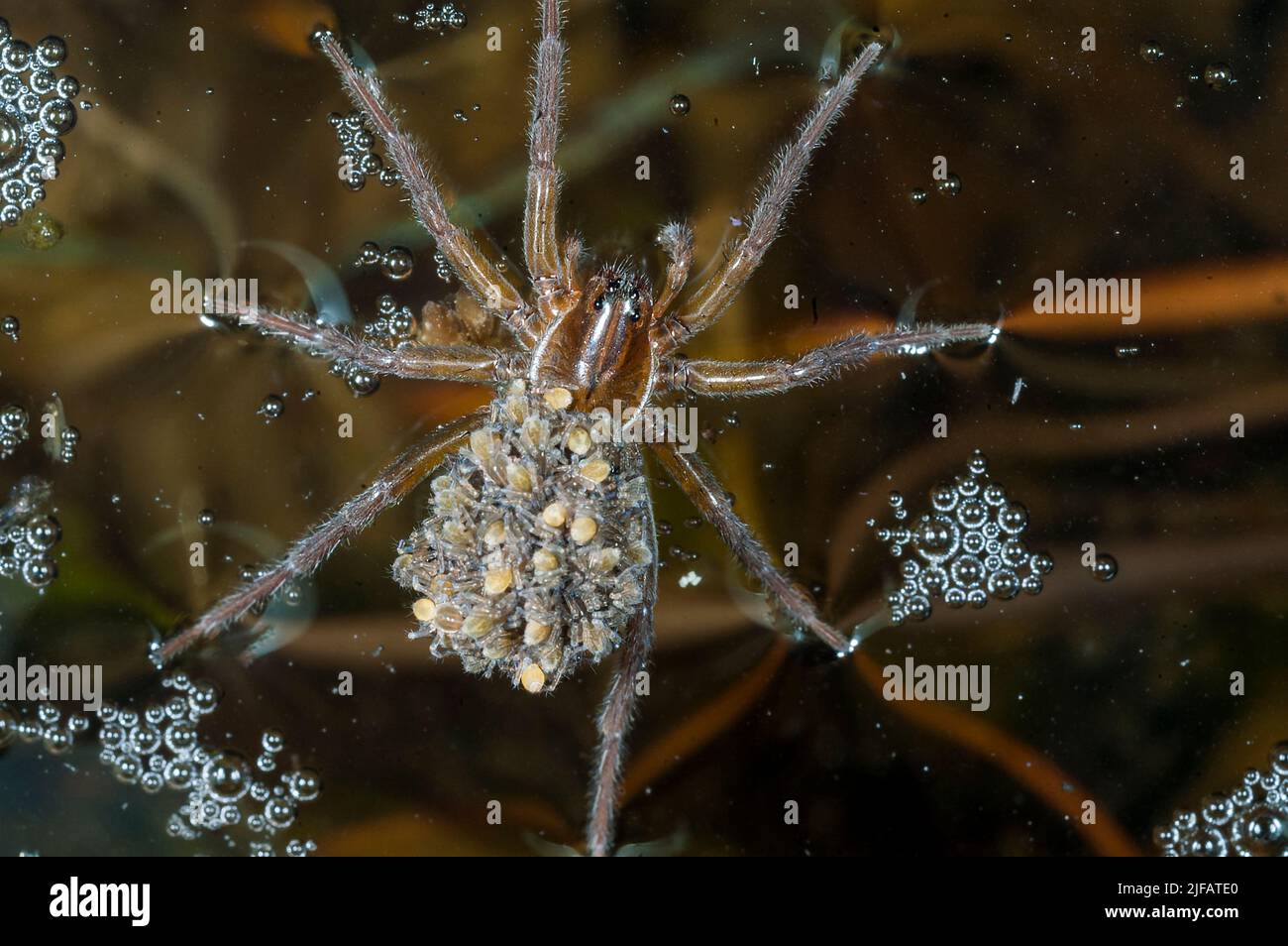 Female Raft spider (Dolomedes fimbriatus) carrying her off-springs ...