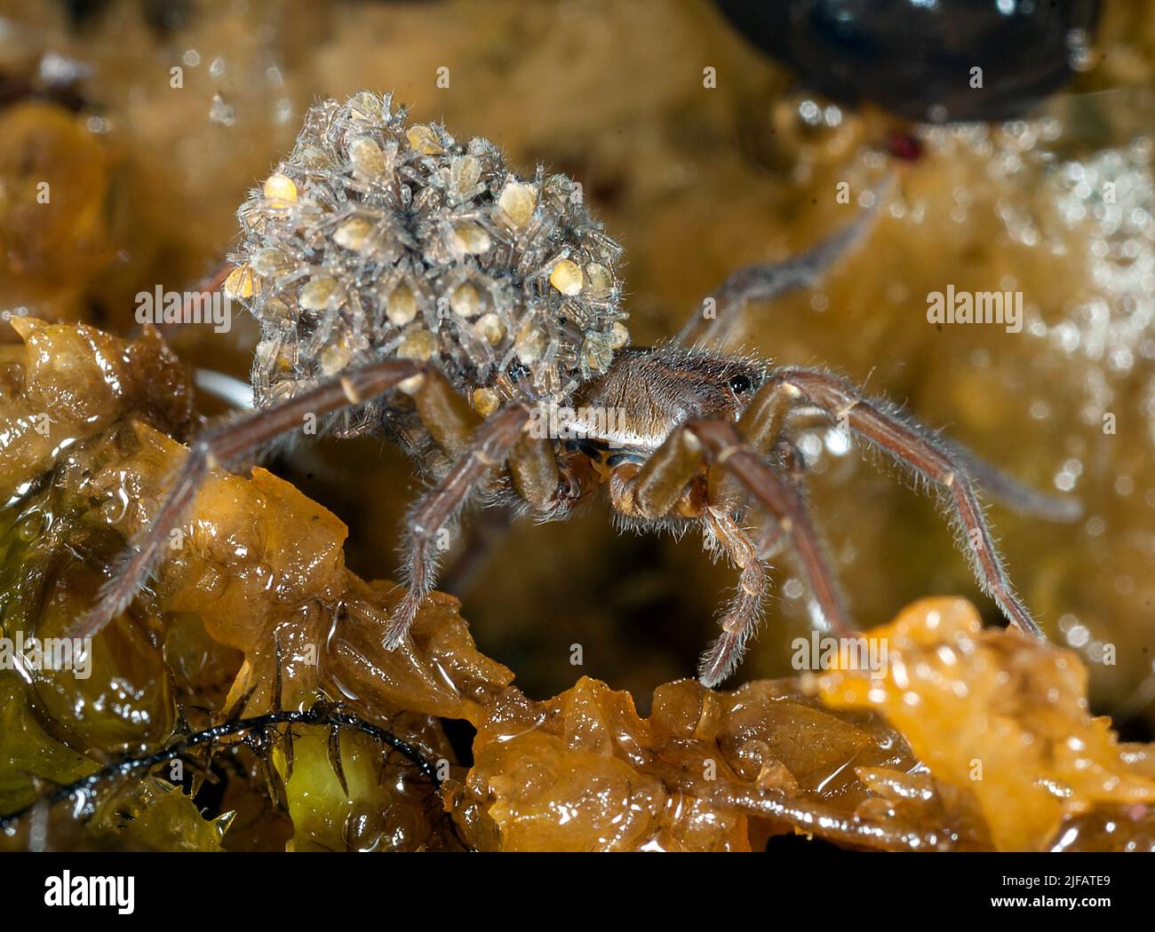 Female Raft spider (Dolomedes fimbriatus) carrying her off-springs ...