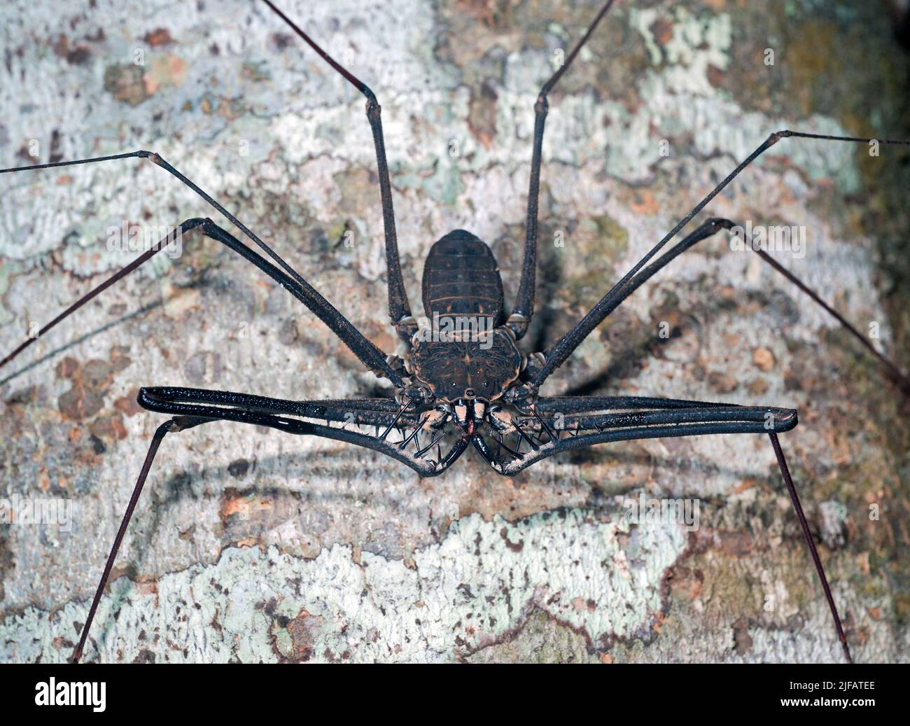The whip spider Heterophrynus elaphus from LaSelva, Ecuador Stock Photo ...