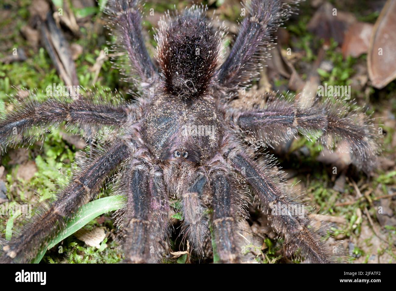 Ecuador spiders hi-res stock photography and images - Alamy