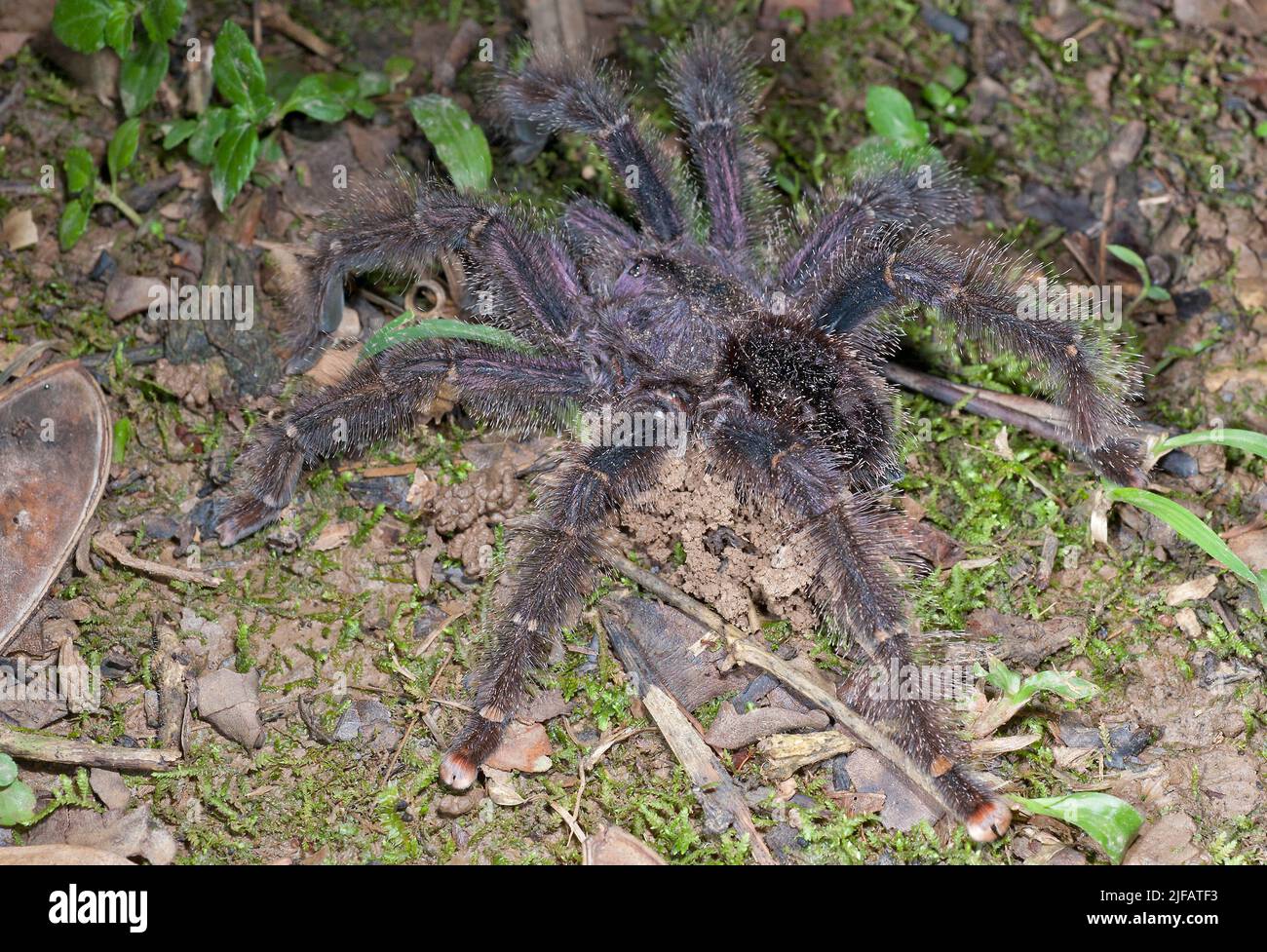 Tarantula (Avicularia sp.?) from La Selva, Ecuador Stock Photo - Alamy