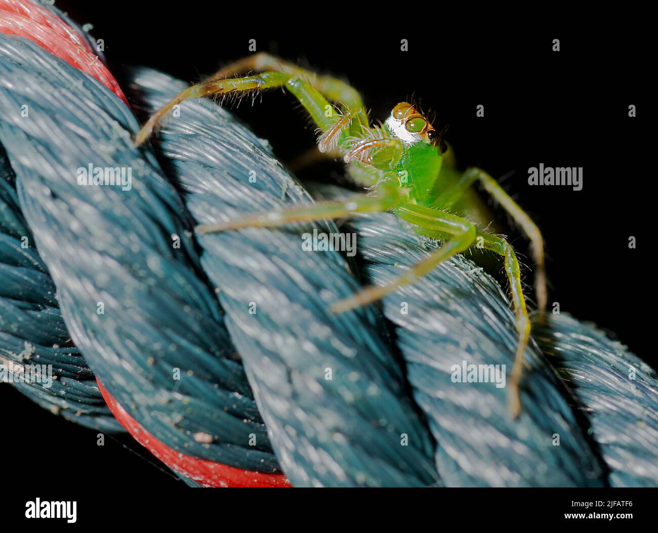 Small, bright green jumping spider from Sepilok, Sabah, Borneo Stock ...