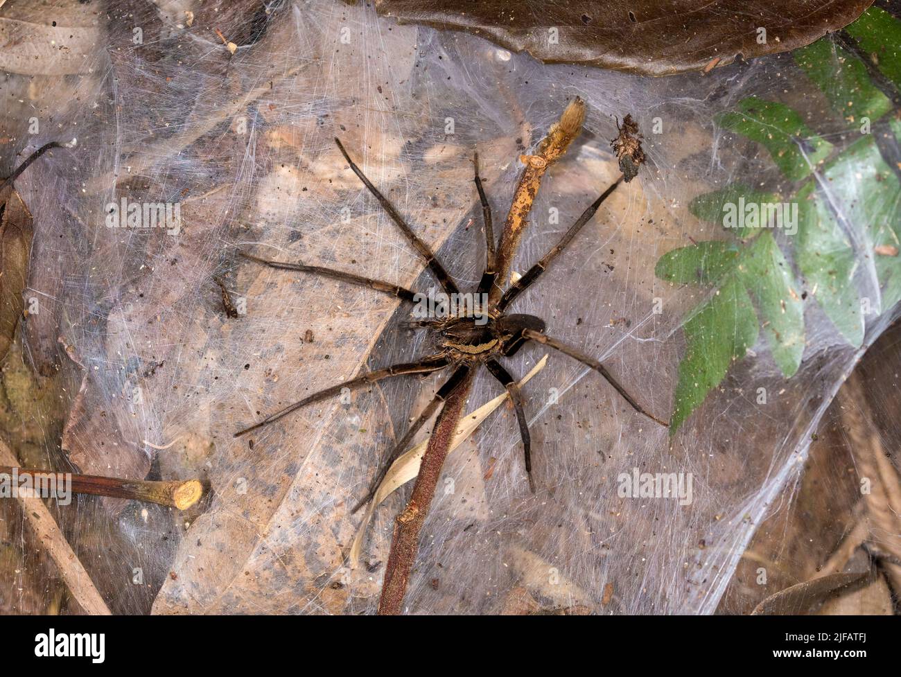 Fishing spider, Ancylometes rufus (male), from the Amazon rainforest ...