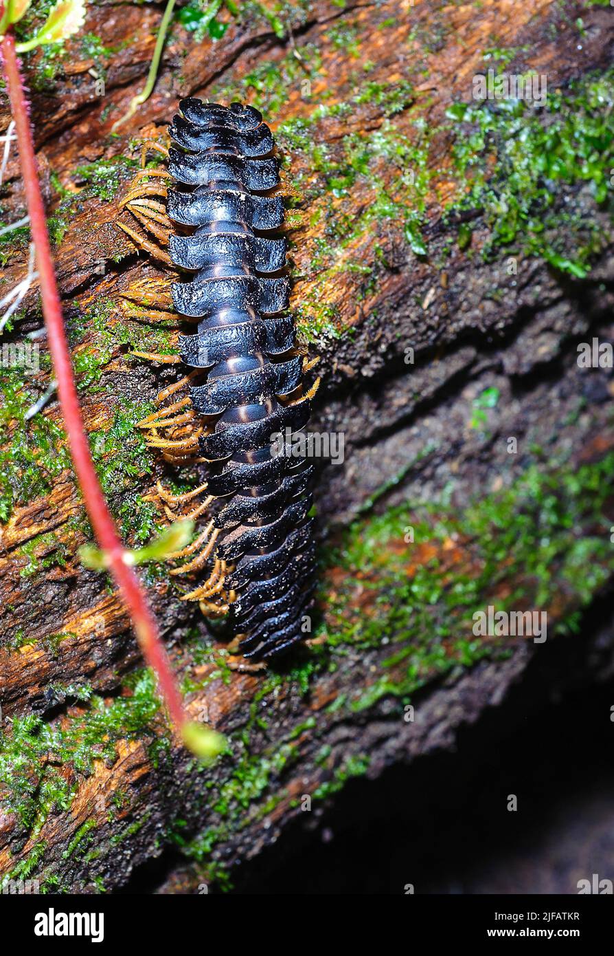 Tractor millipede (Barydesmus sp.?) from the rainforest of La Selva ...