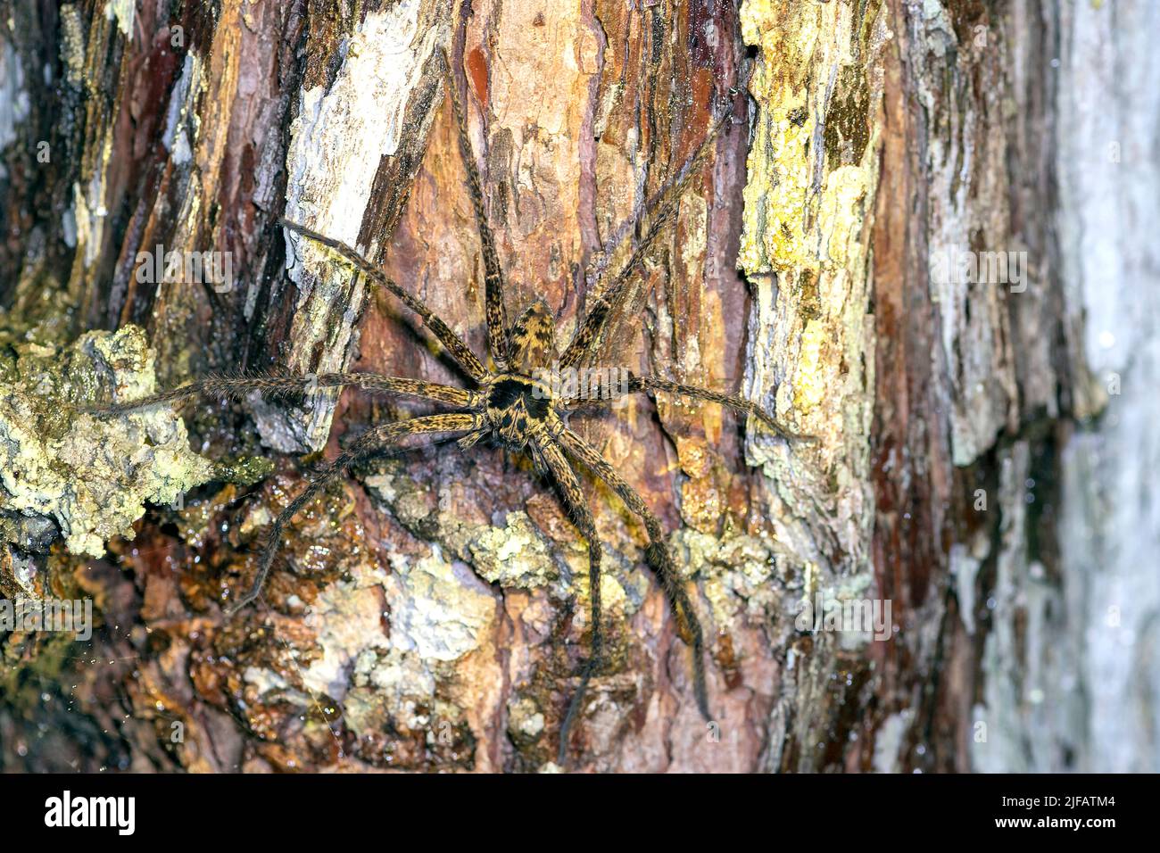 Huntsman spider sparassidae sp hi-res stock photography and images - Alamy