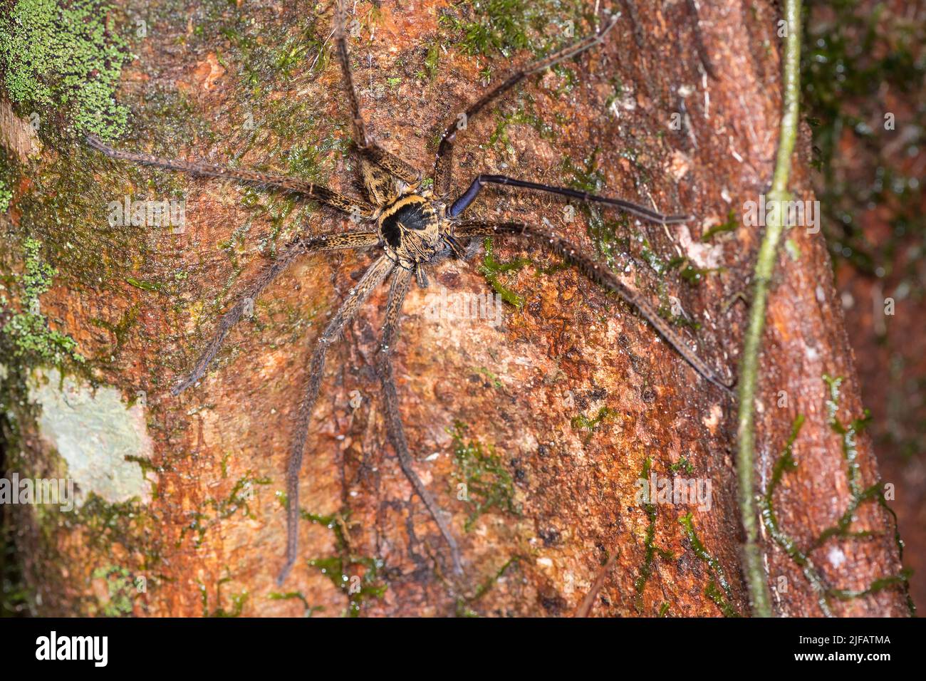 Huntsman spider (Heteropoda sp.?) from Tanjung Puting National Park ...