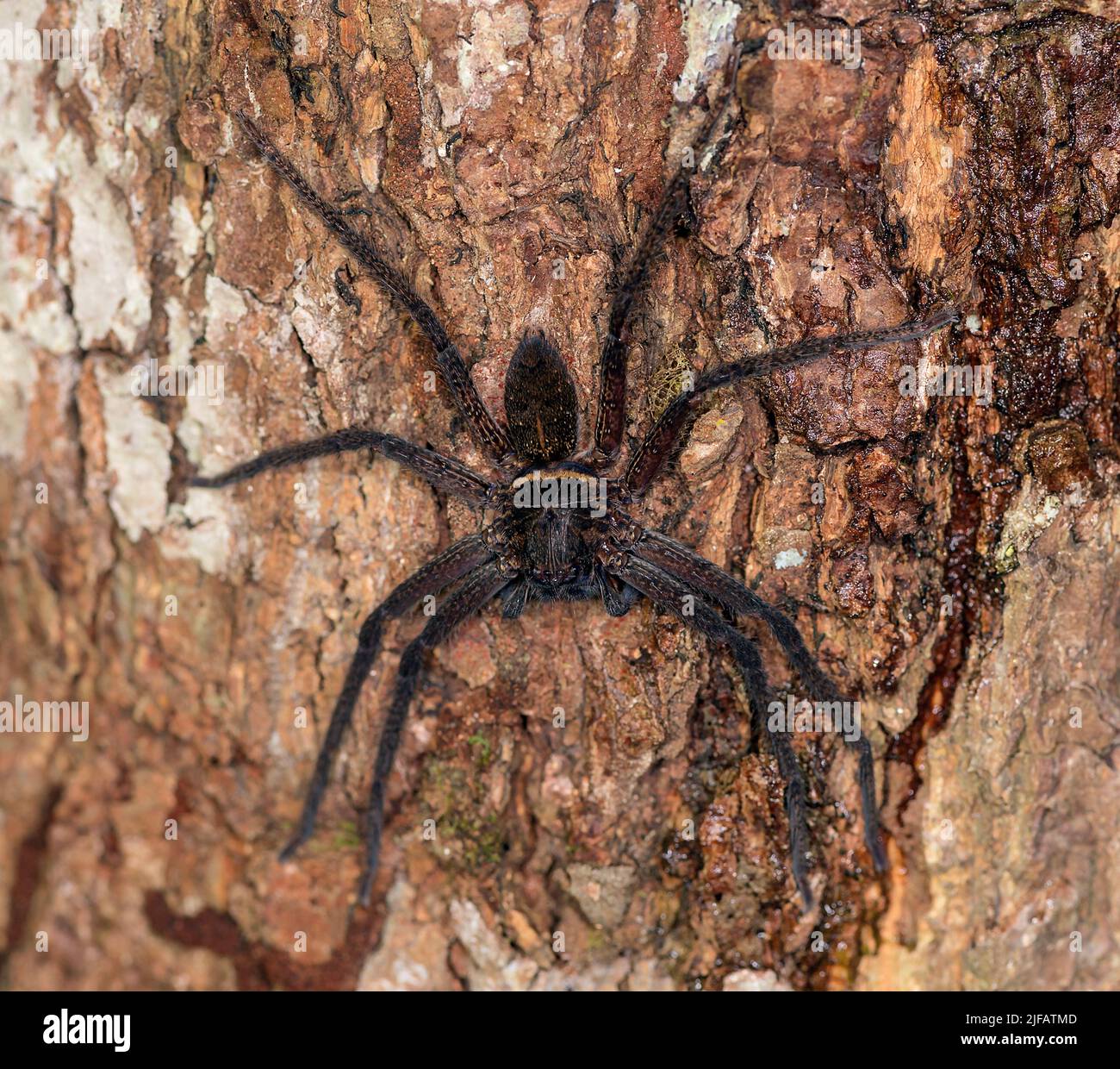 Huntsman spider (Heteropoda sp.?) from Tanjung Puting National Park ...
