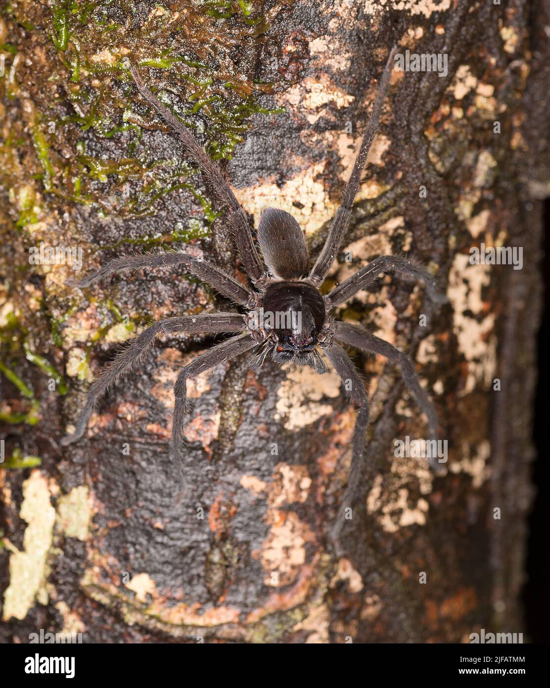 Huntsman spider (Heteropoda sp.?) from Tanjung Puting National Park ...