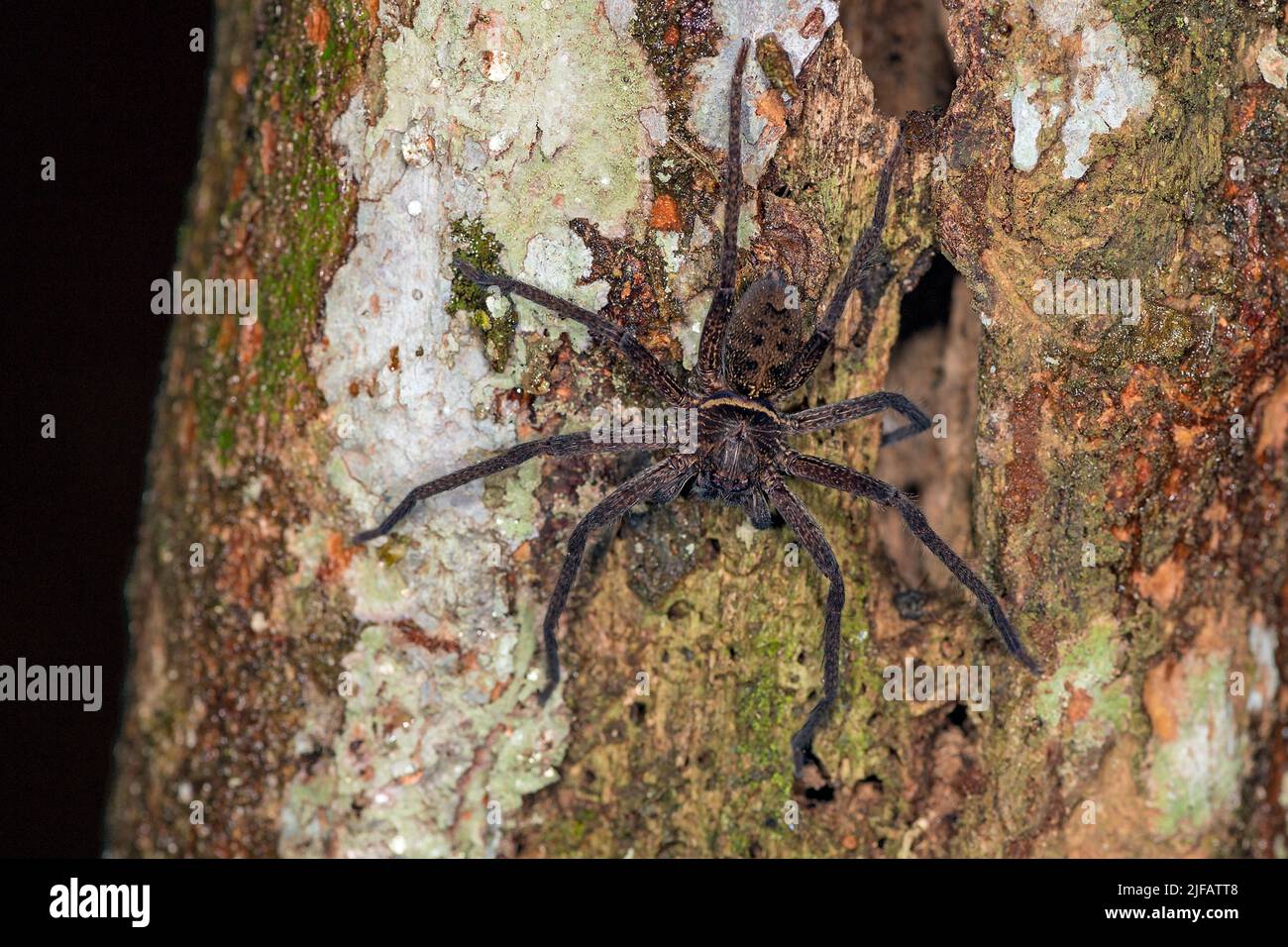 Huntsman spider (Heteropoda sp.?) from Tanjung Puting National Park ...