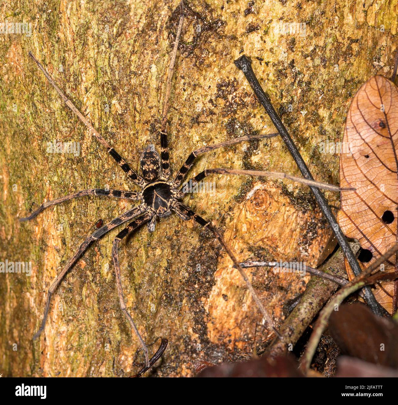 Huntsman spider (Heteropoda sp.?) from Tanjung Puting National Park ...