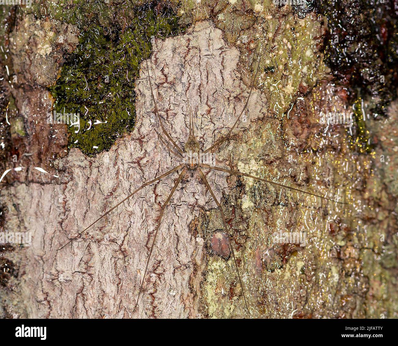 Two-tailed spider (Hersilia sp.?) from Tanjung Puting National Park ...