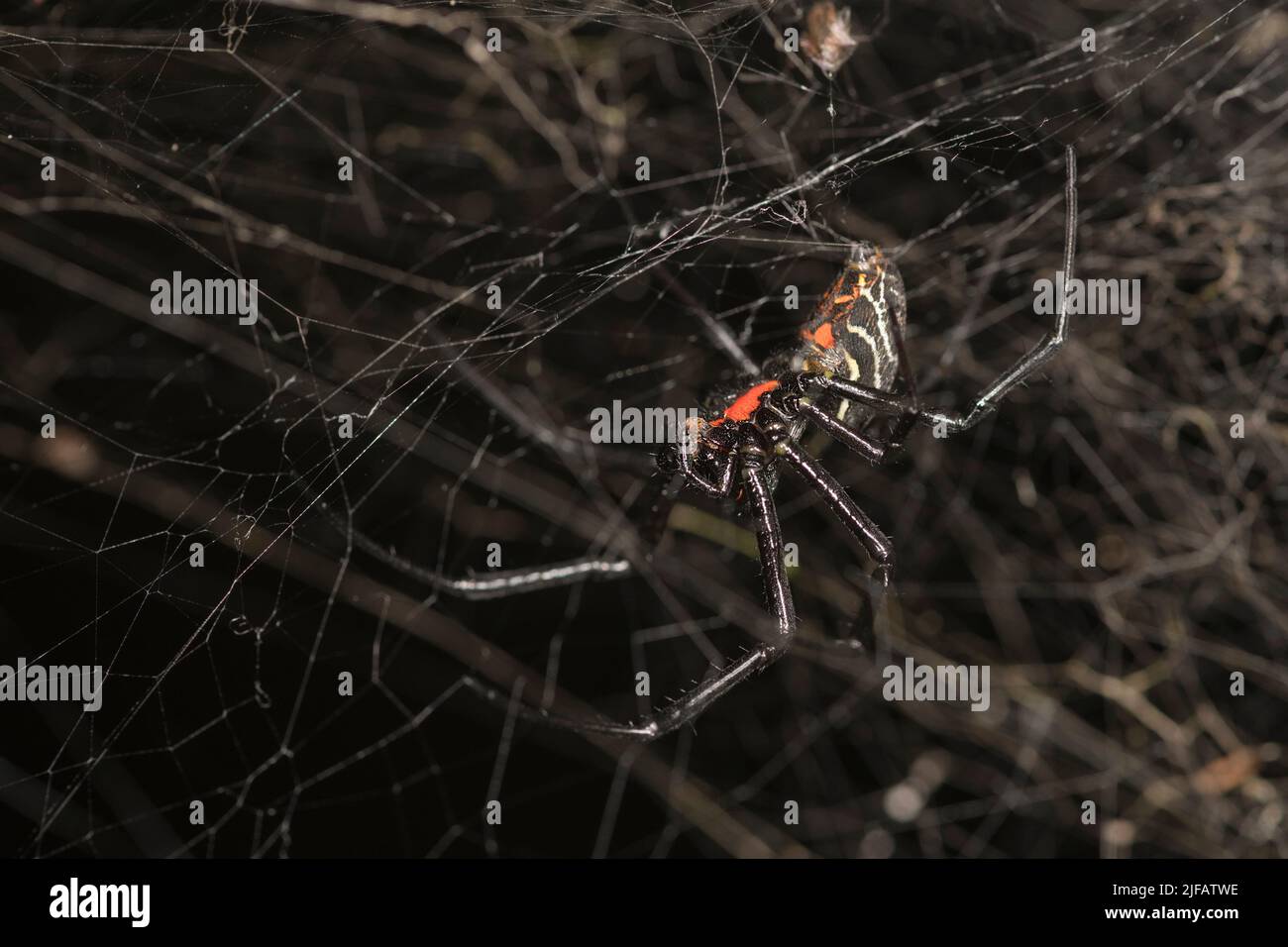 Unknown spider from Tanjung Puting National Park, Kalimantan, Borneo ...
