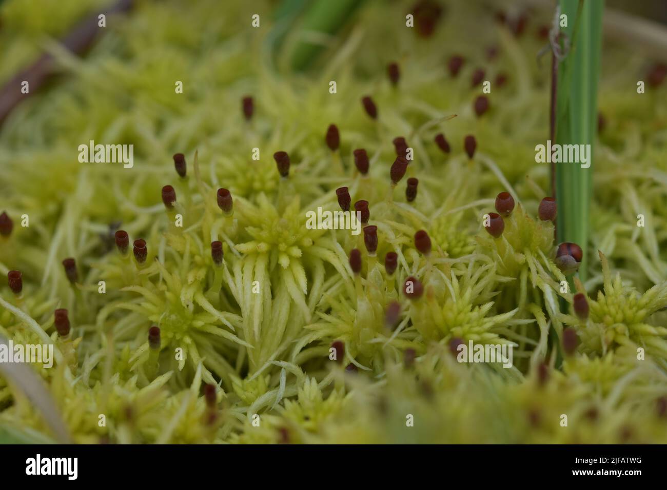moss with capsules Stock Photo - Alamy