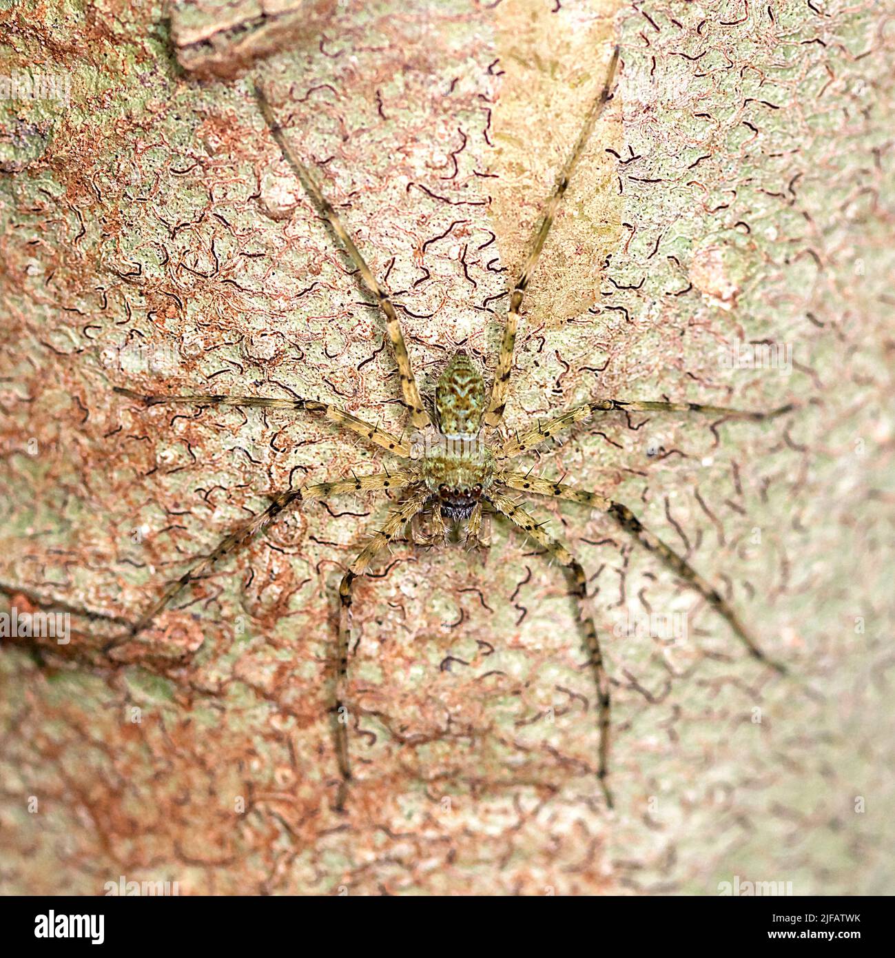Huntsman spider (Heteropoda sp.?) from Tanjung Puting National Park ...