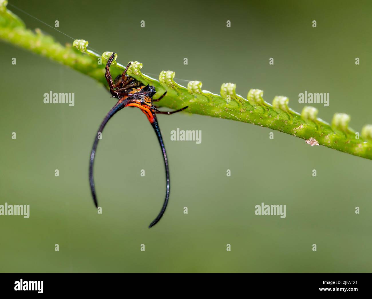 Spiny-backed orb-weaver (Gasteracantha arcuata) from Deramakot Forest ...