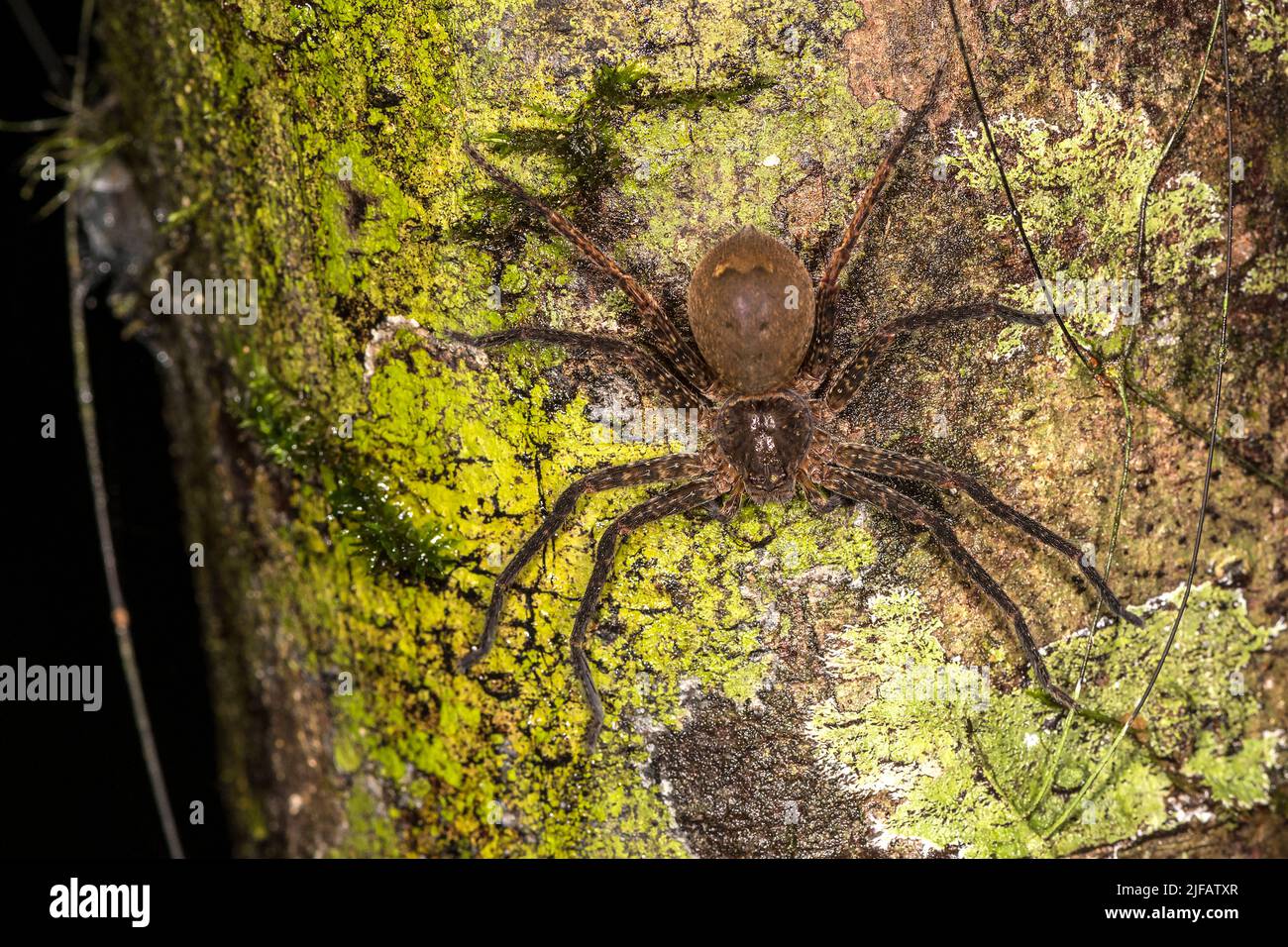 Huntsman spider (Heteropoda sp.?) from Kubah National Park, Sarawak ...