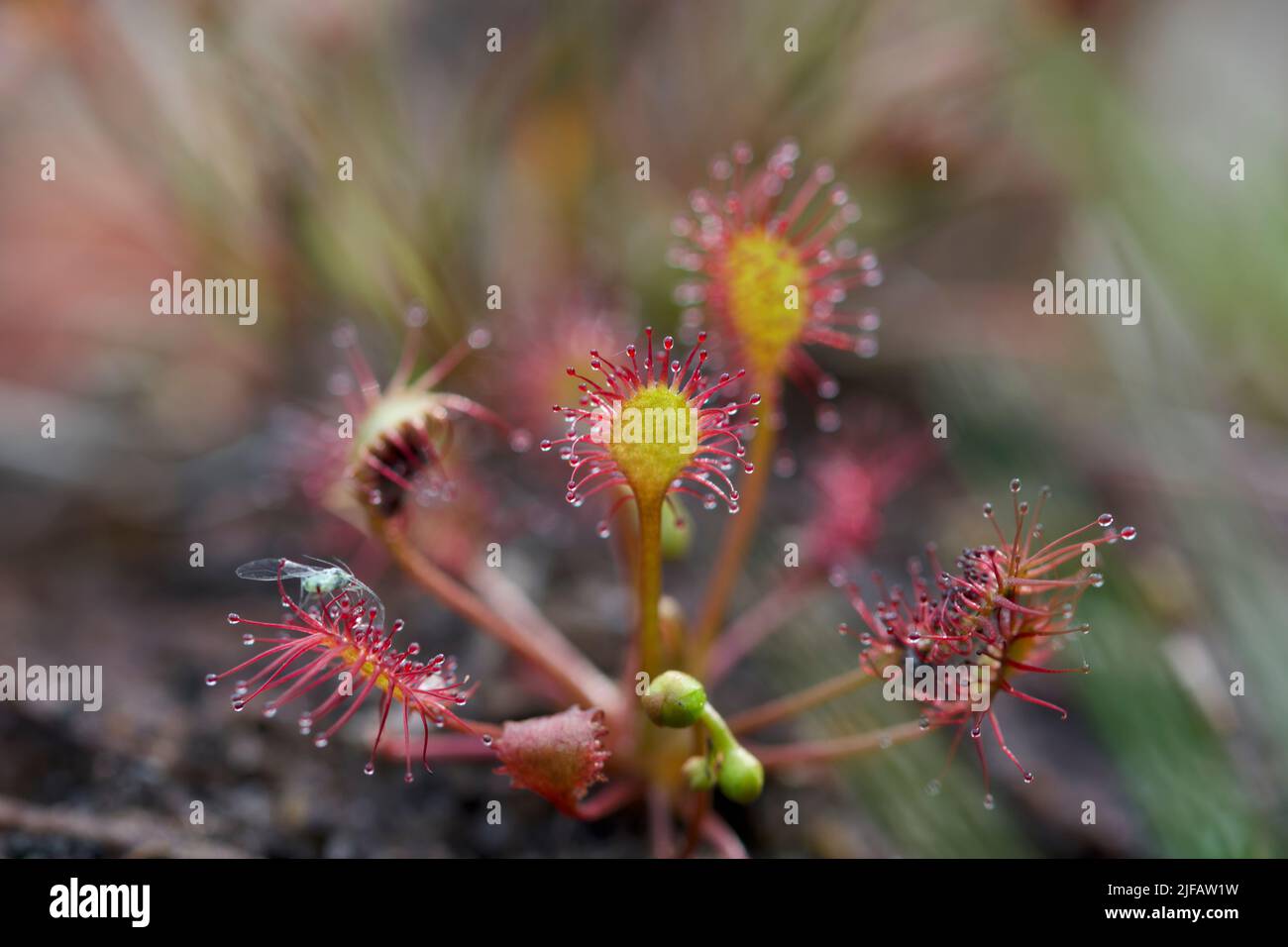 Oblong-leaved sundew about to flower with prey Stock Photo - Alamy