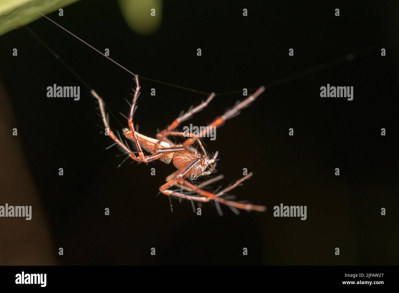 Unknown spider from Tanjung Puting National Park, Kalimantan, Borneo ...
