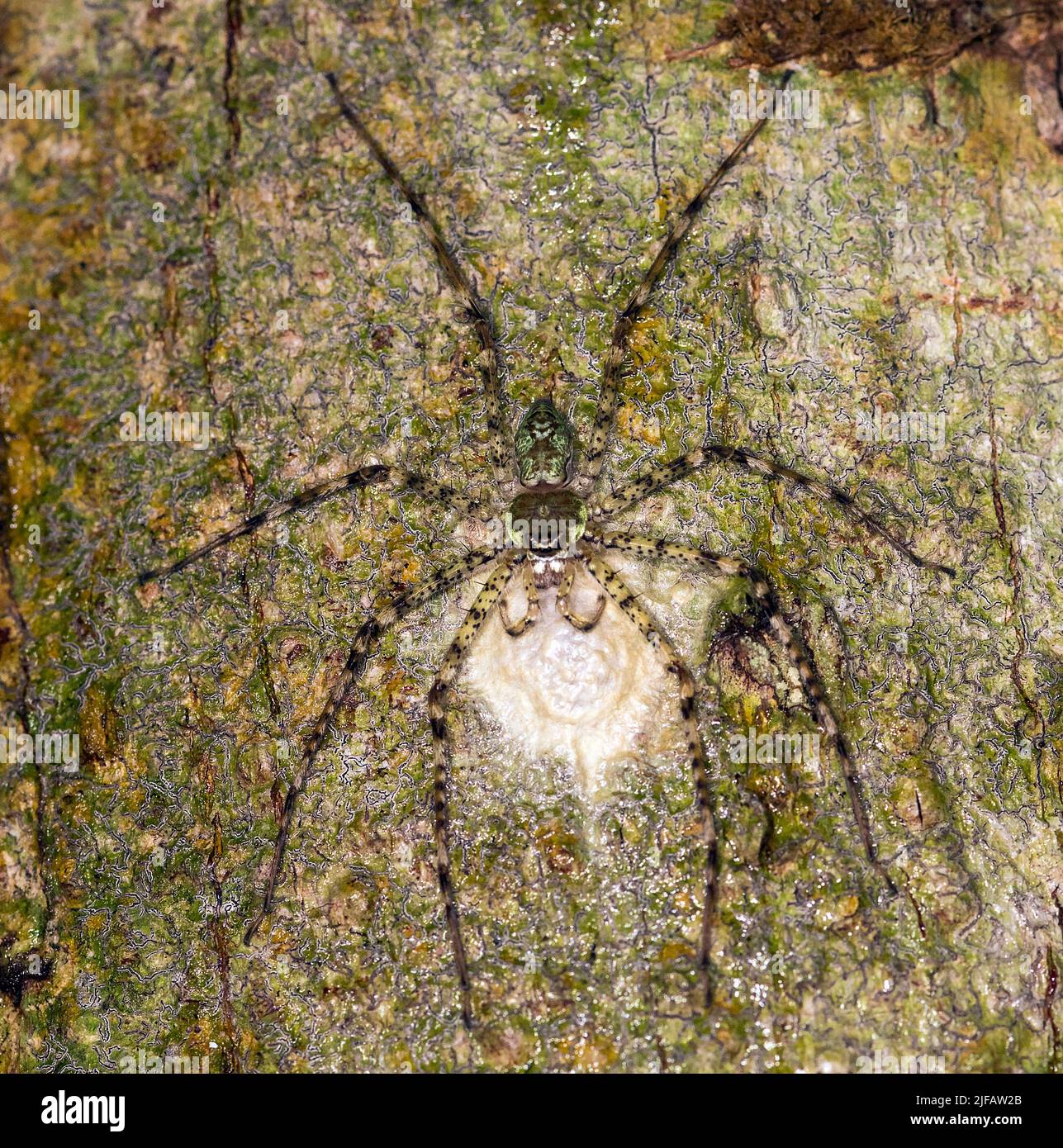 Huntsman spider (Heteropoda sp.?) guarding its nest. Photo from Tanjung ...