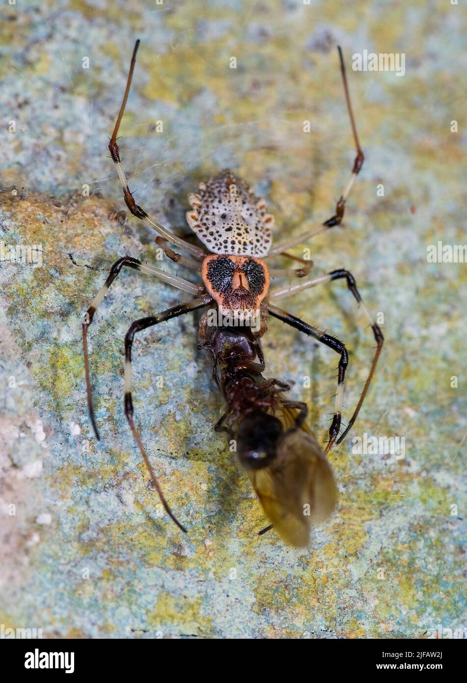 Female of the ornamental tree trunk spider (Herennia multipuncta) with ...