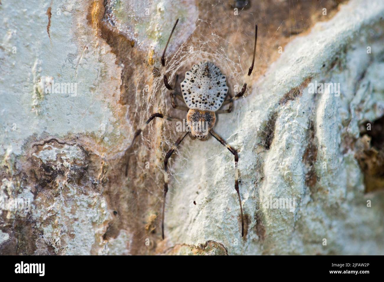 Female of the ornamental tree trunk spider (Herennia multipuncta) with ...