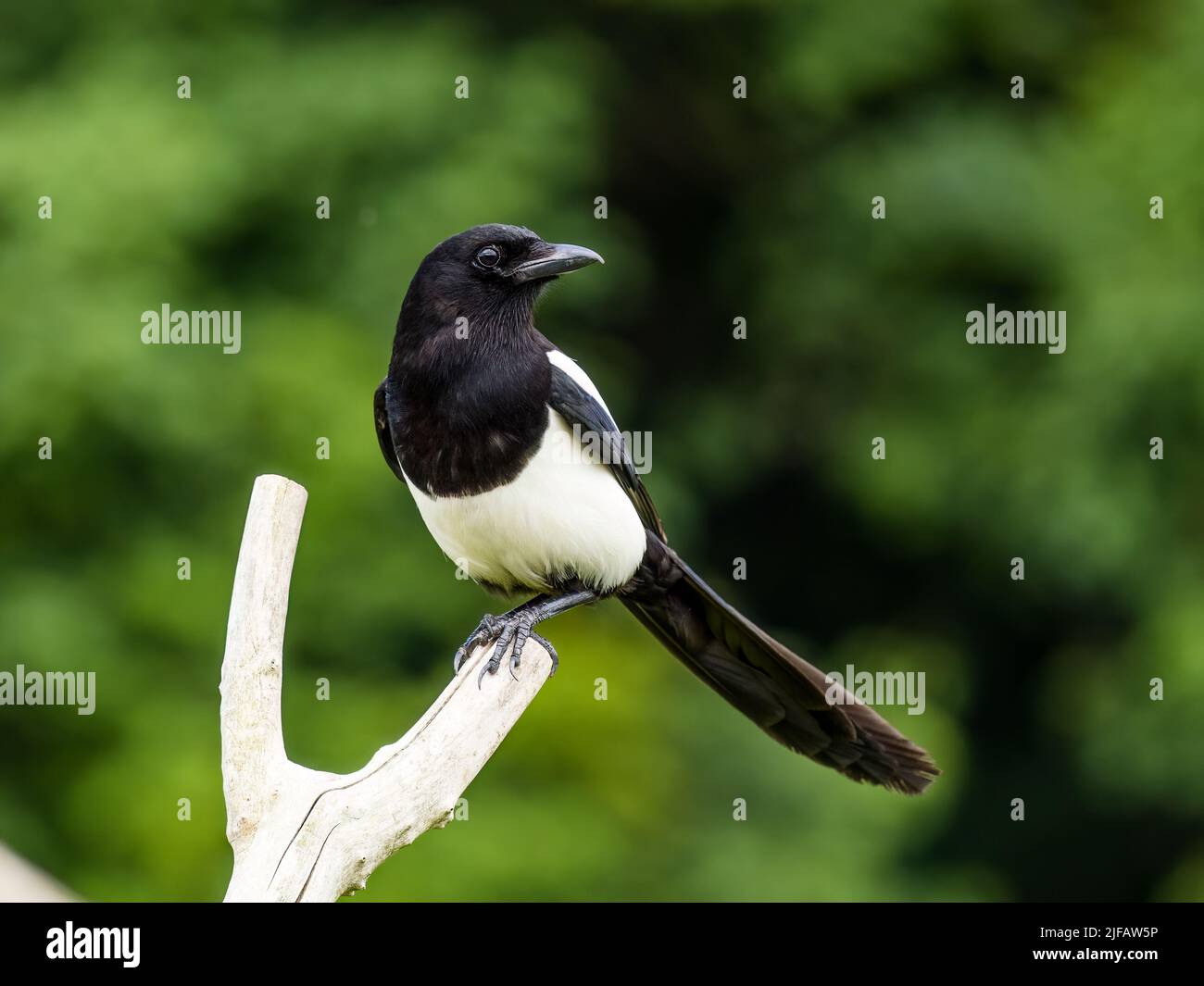 Magpie foraging in early summer in mid Wales Stock Photo - Alamy