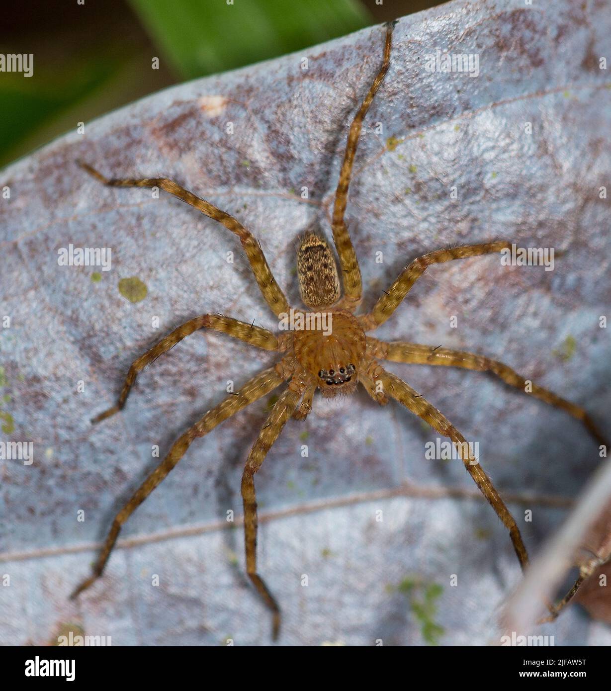 Huntsman spider (Heteropoda sp.?) from Tabin National Park, Sabah ...