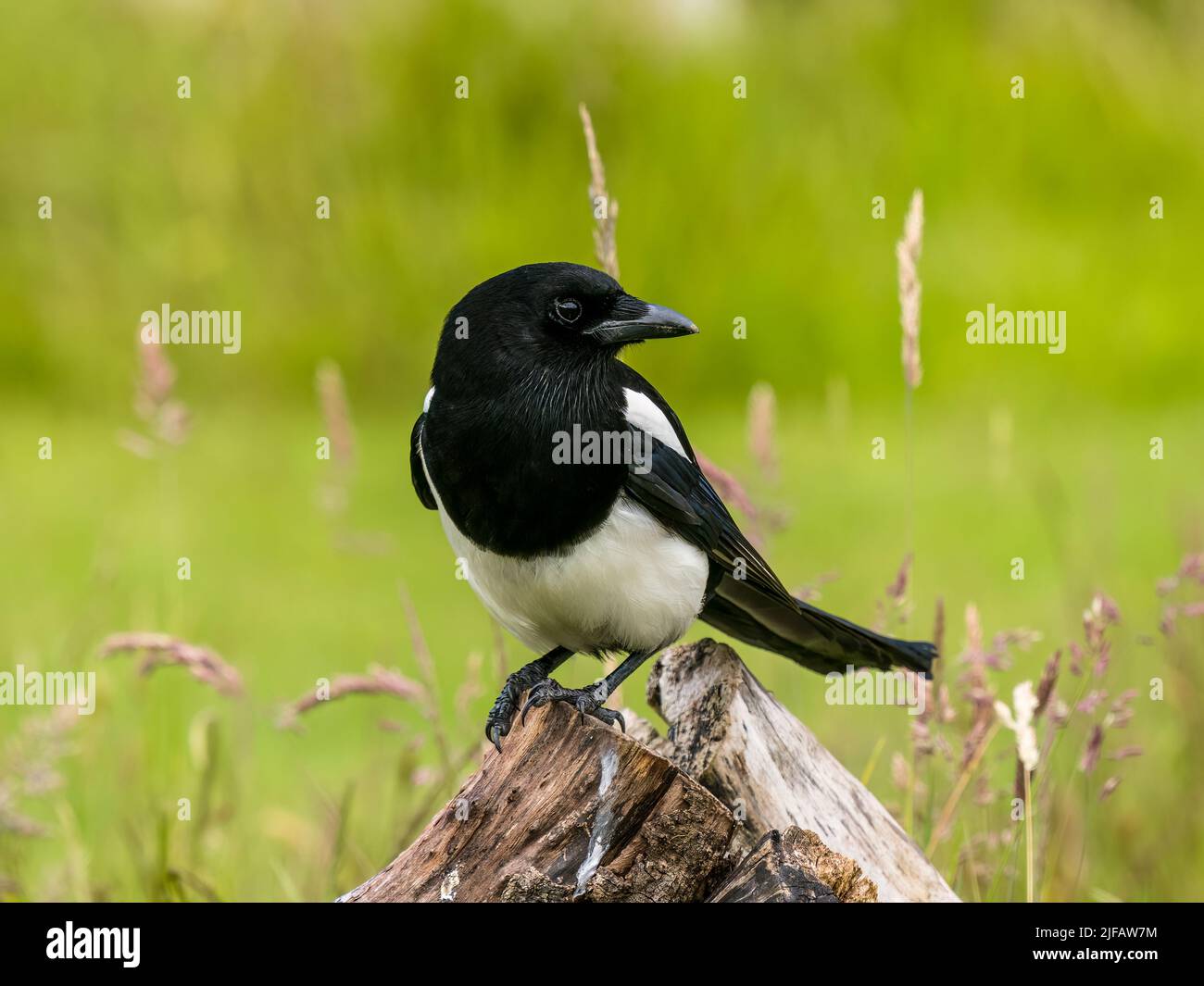Magpie foraging in early summer in mid Wales Stock Photo - Alamy