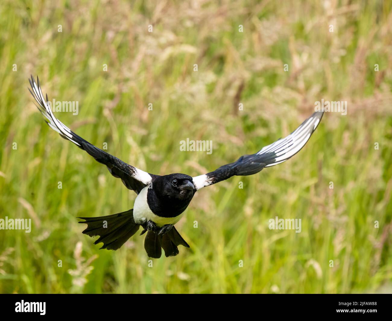 Flying magpie uk hi-res stock photography and images - Alamy