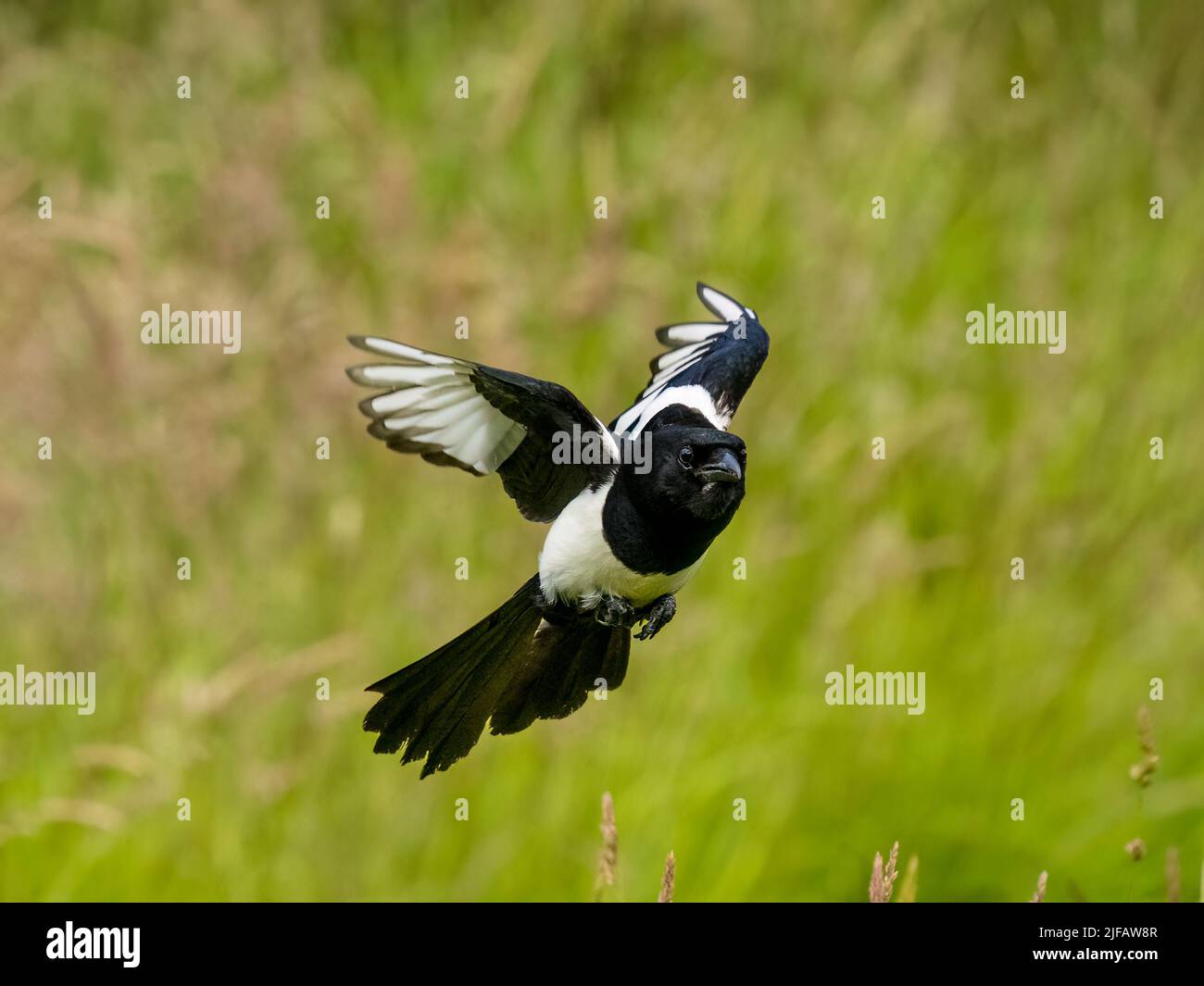 Flying magpie uk hi-res stock photography and images - Alamy