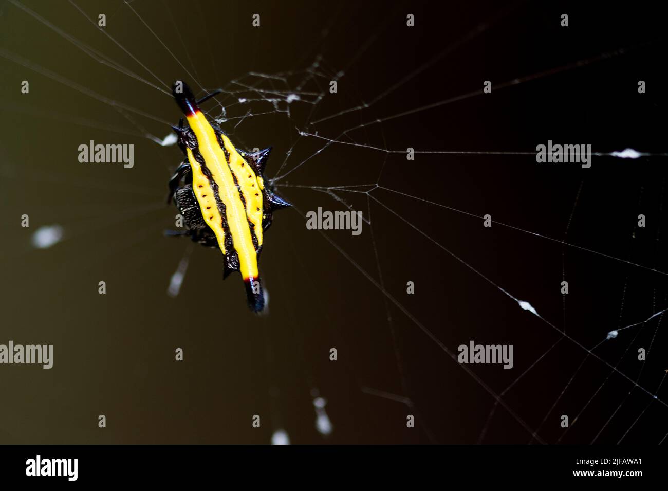 Crab spider (Gasteracantha sp., G. fornicata?) from Tabin, Sabah ...