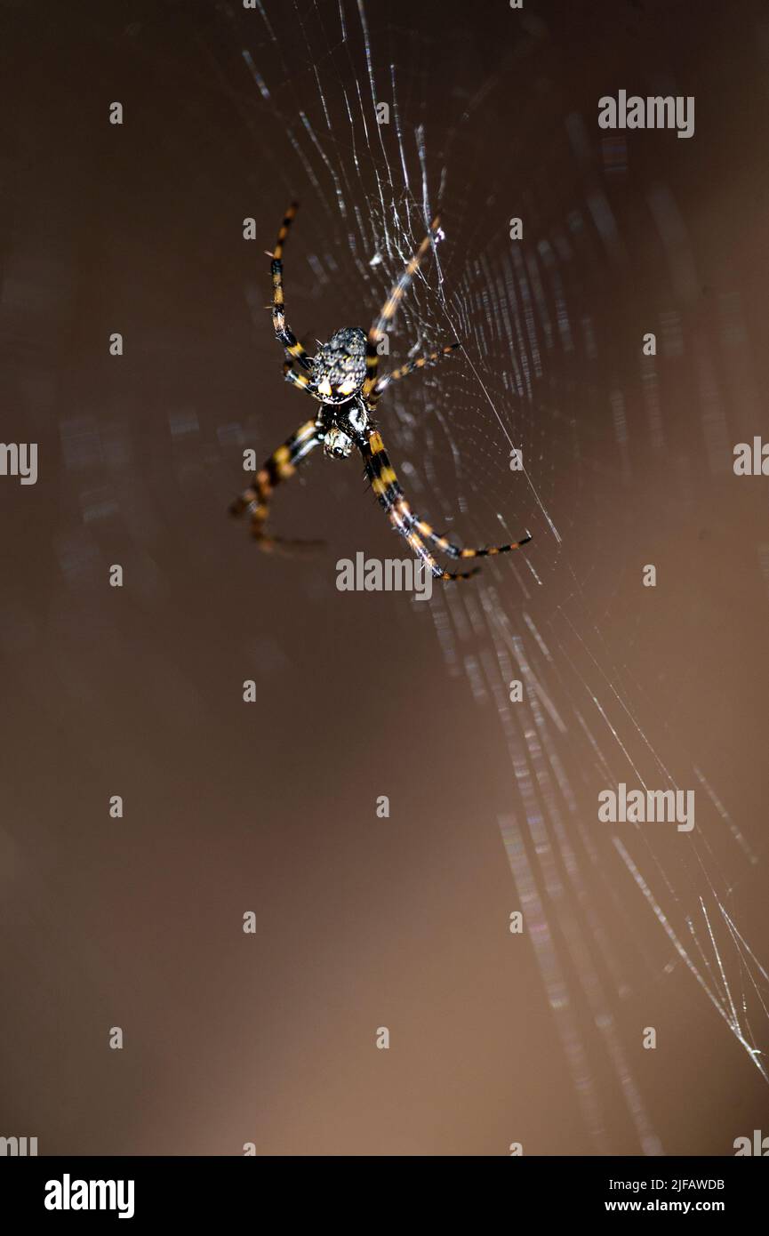 Malaysia borneo sabah tabin hi-res stock photography and images - Alamy