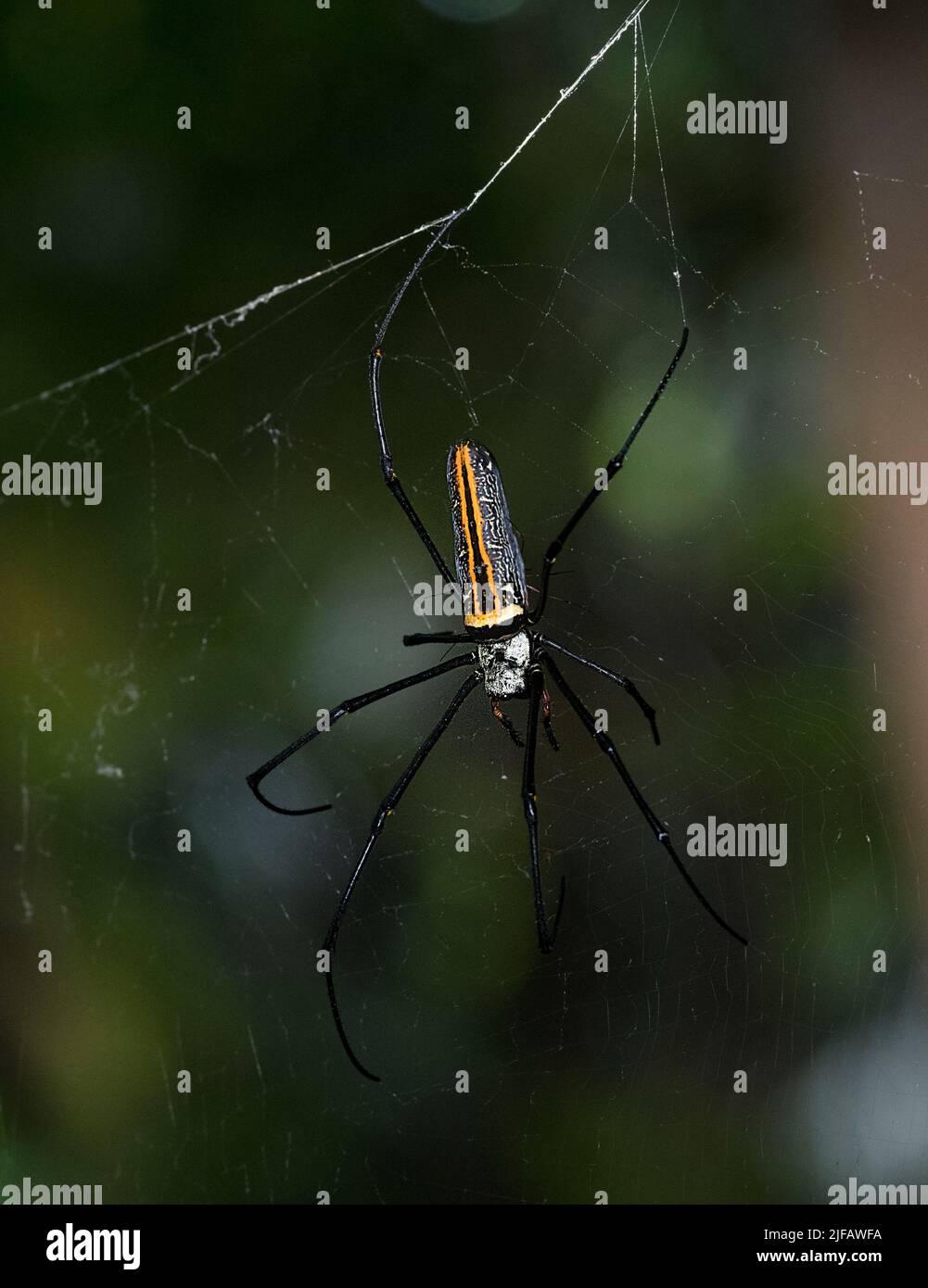Female of the giant golden orb weaver (Nephila pilipes flavornata) from ...