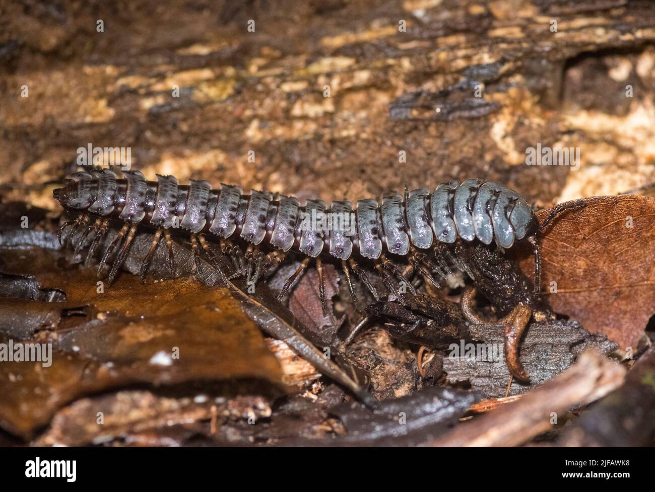 Tractor millipede, family Platyrhacidae (possibly Barydesmus sp.) from ...