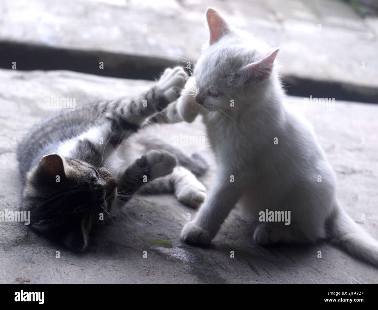 two cute kittens having fun playing Stock Photo - Alamy