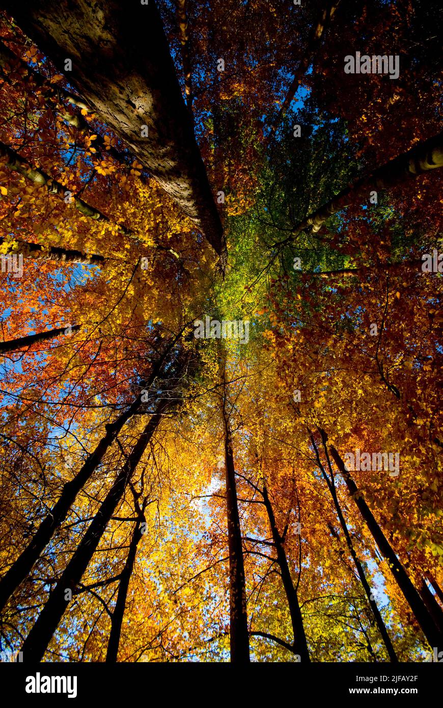 Autumn in a forest in southern Germany Stock Photo - Alamy