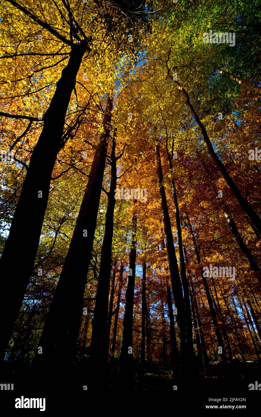 Autumn in a forest in southern Germany Stock Photo - Alamy