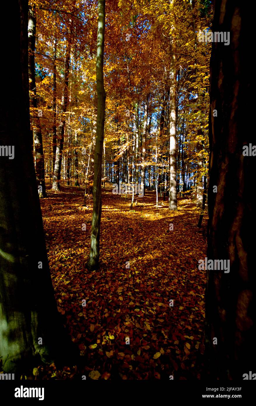 Autumn in a forest in southern Germany Stock Photo - Alamy