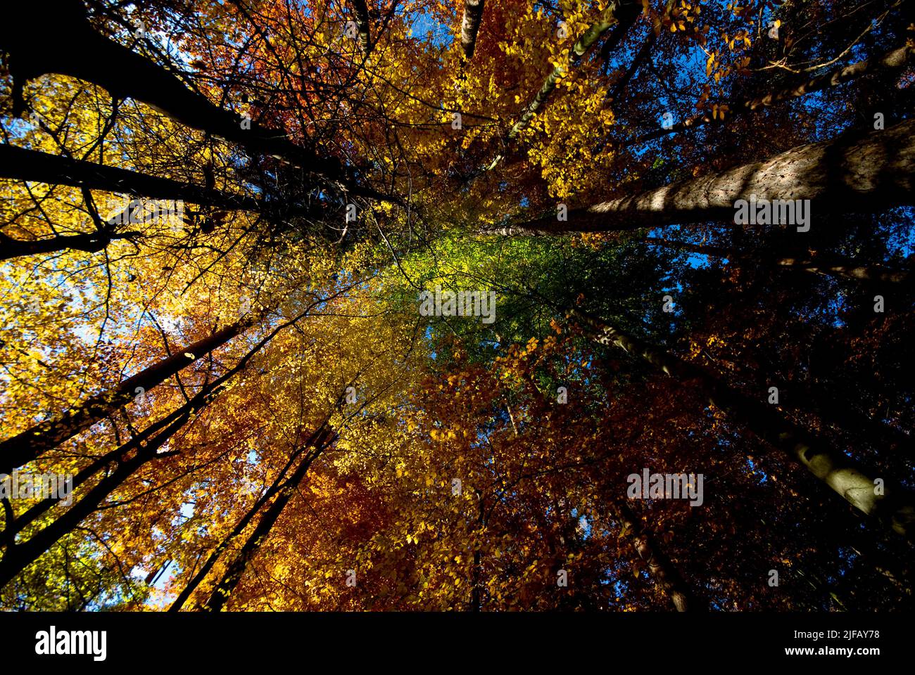 Autumn in a forest in southern Germany Stock Photo - Alamy